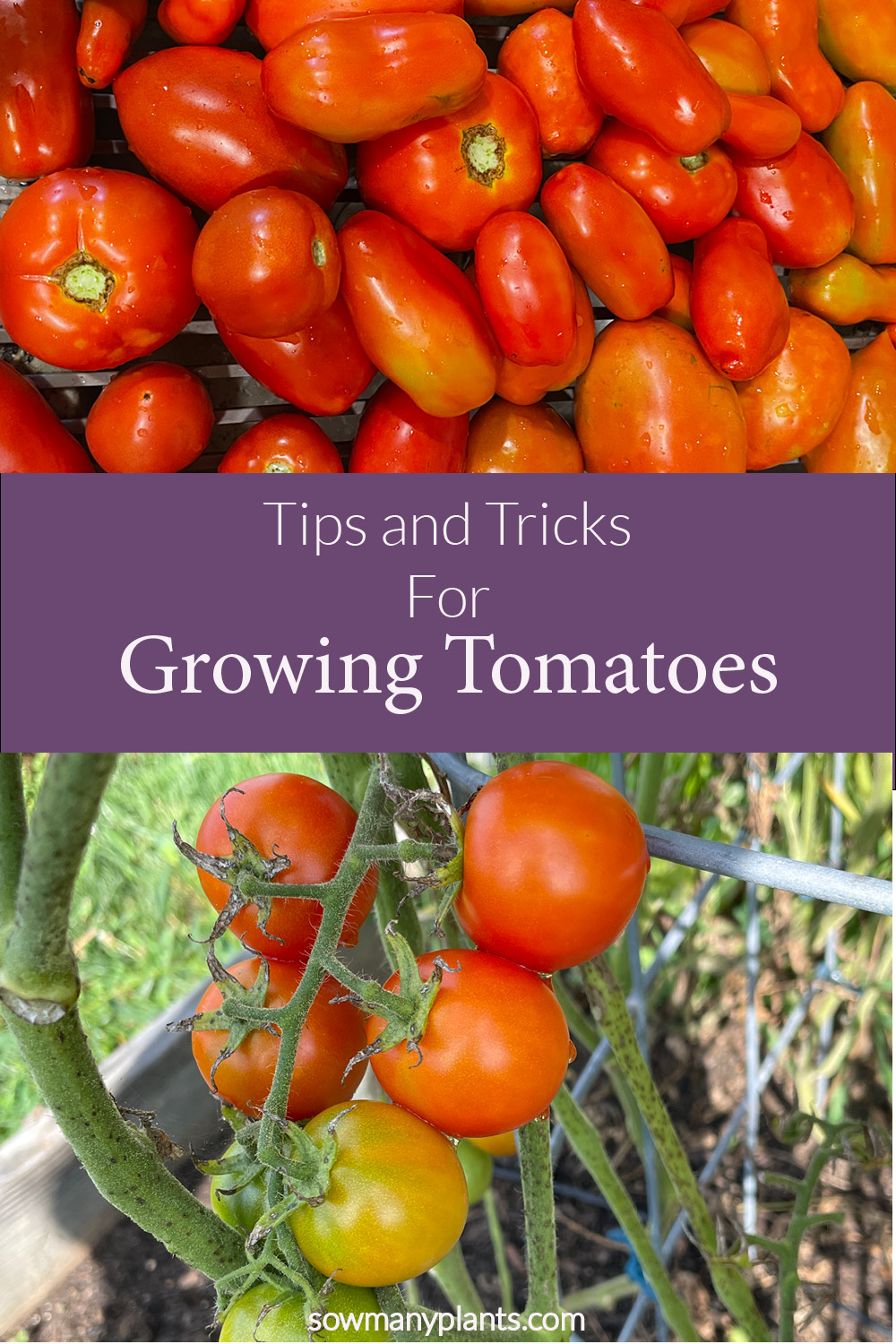 Growing Tomato Plants: Tips and Tricks