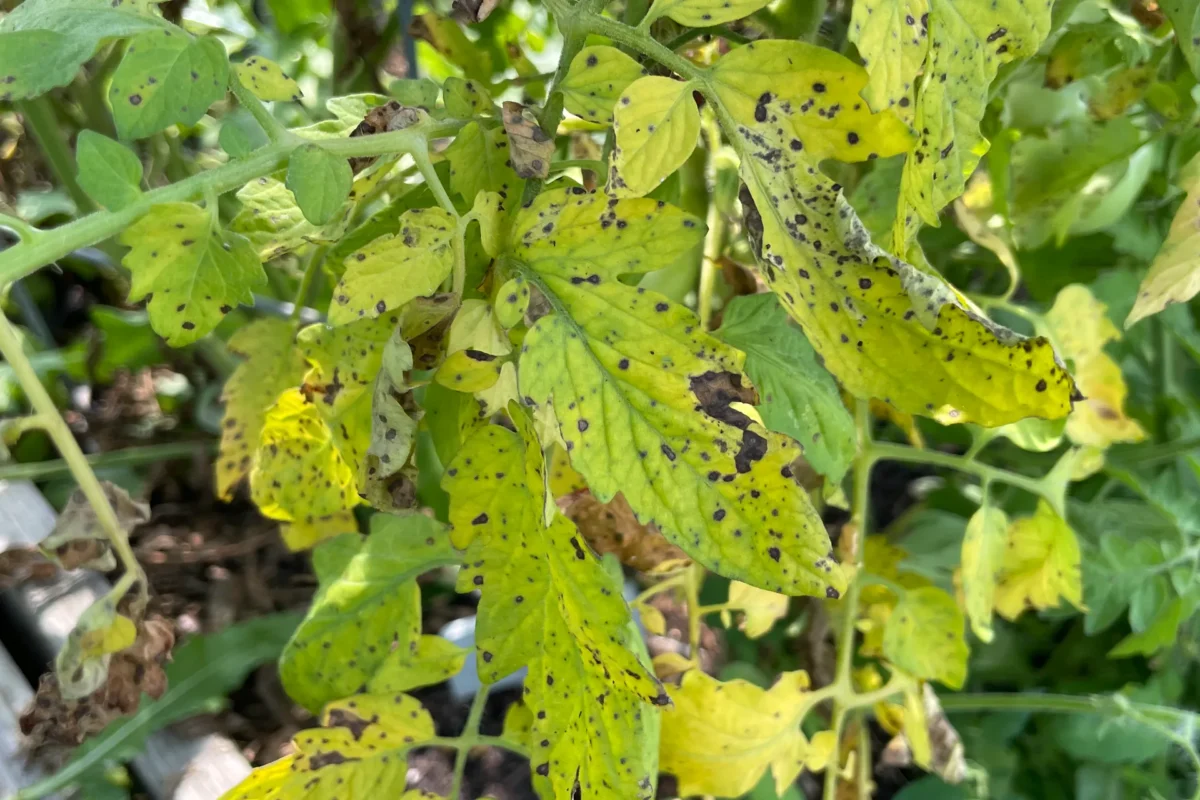 Early Blight Tomatoes Treatment How To Control Early Blight | Yates