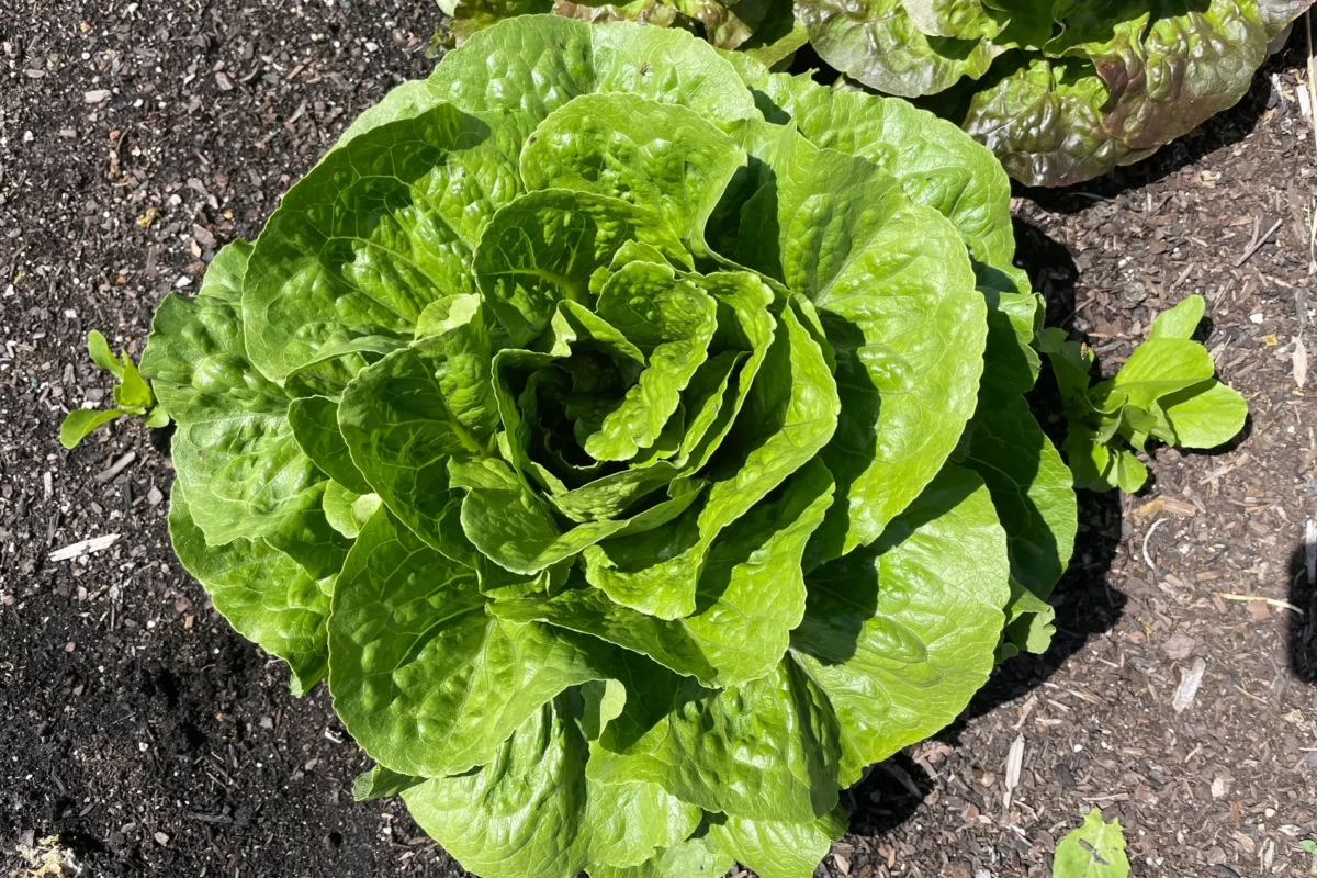 Container Gardening Romaine Lettuce